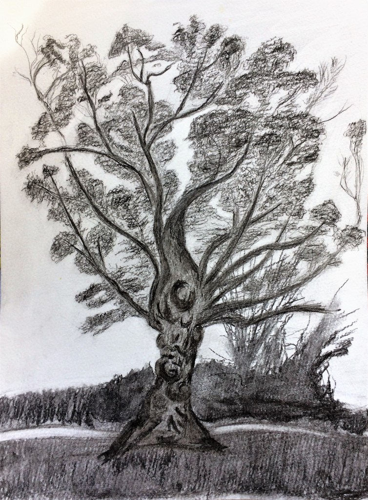 Trees in pencil and charcoal – Geraldine Fidelma Art